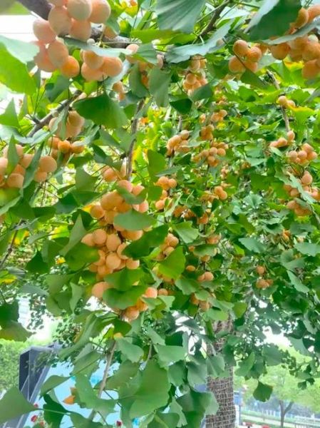 白果树图片大全大图_如何挑选高清素材-第2张图片-山城妙识