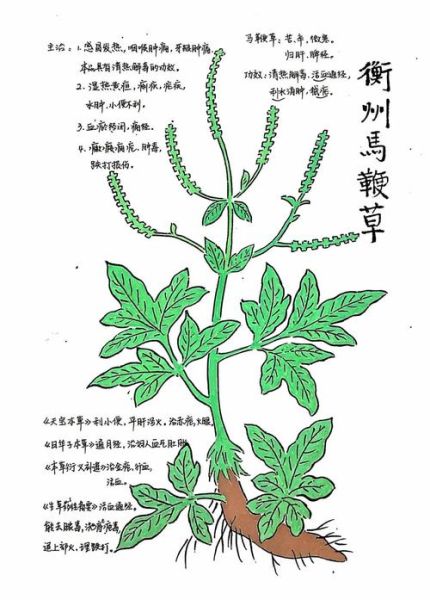 马鞭草的功效与作用_马鞭草能长期泡水喝吗-第3张图片-山城妙识 马鞭草的功效与作用_马鞭草能长期泡水喝吗-第3张图片-山城妙识