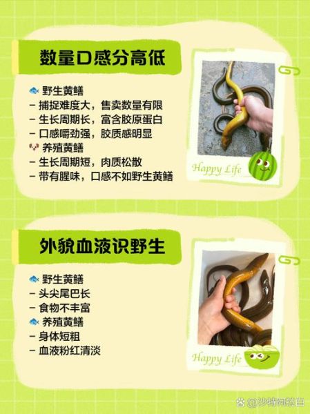 黄鳝养殖的最大问题_如何防治-第3张图片-山城妙识 黄鳝养殖的最大问题_如何防治-第3张图片-山城妙识