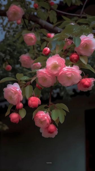 海棠无香四大遗憾是什么_如何理解海棠无香-第2张图片-山城妙识