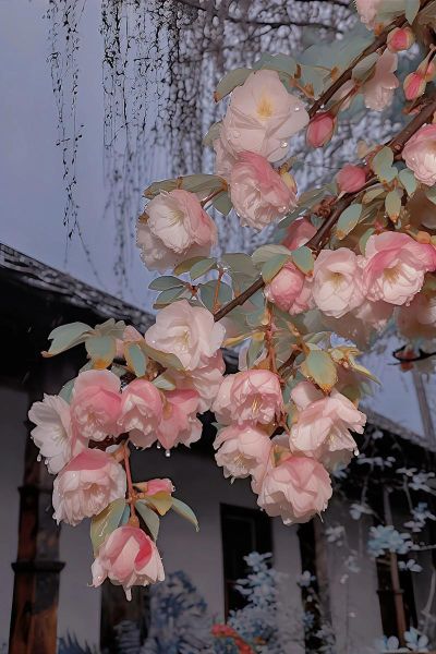 海棠无香四大遗憾是什么_如何理解海棠无香-第1张图片-山城妙识