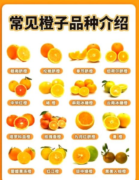 橙子怎么挑选_橙子的营养价值有哪些-第2张图片-山城妙识