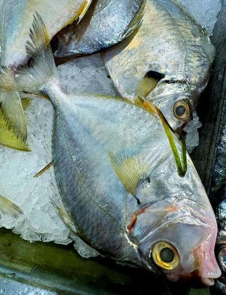 平鱼怎么去内脏图解_平鱼清理内脏最简单方法-第3张图片-山城妙识