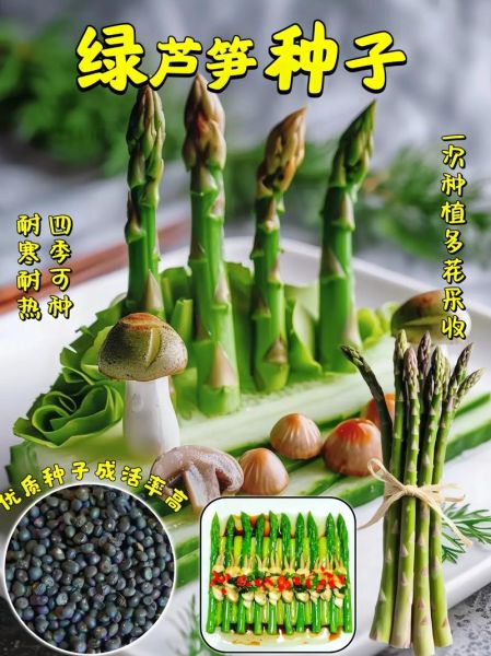 芦笋什么时候种_芦笋种植时间-第3张图片-山城妙识