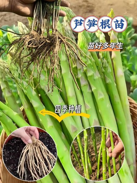 芦笋什么时候种_芦笋种植时间-第2张图片-山城妙识