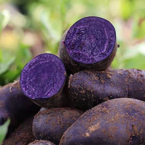 黑美人土豆多少钱一斤_黑美人土豆价格行情-第1张图片-山城妙识 黑美人土豆多少钱一斤_黑美人土豆价格行情-第1张图片-山城妙识