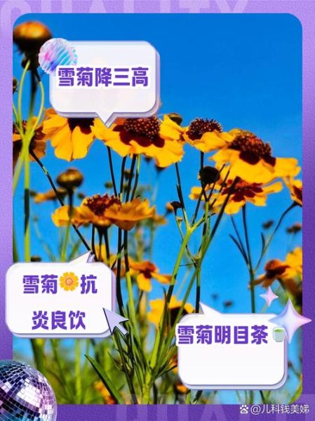 雪菊花泡水喝的功效与作用_雪菊花泡水喝的禁忌-第1张图片-山城妙识 雪菊花泡水喝的功效与作用_雪菊花泡水喝的禁忌-第1张图片-山城妙识