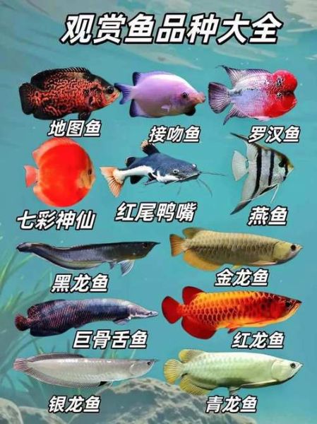 鱼图片名称大全大图_高清观赏鱼图鉴怎么找-第1张图片-山城妙识 鱼图片名称大全大图_高清观赏鱼图鉴怎么找-第1张图片-山城妙识