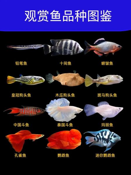 鱼图片名称大全大图_高清观赏鱼图鉴怎么找-第3张图片-山城妙识 鱼图片名称大全大图_高清观赏鱼图鉴怎么找-第3张图片-山城妙识