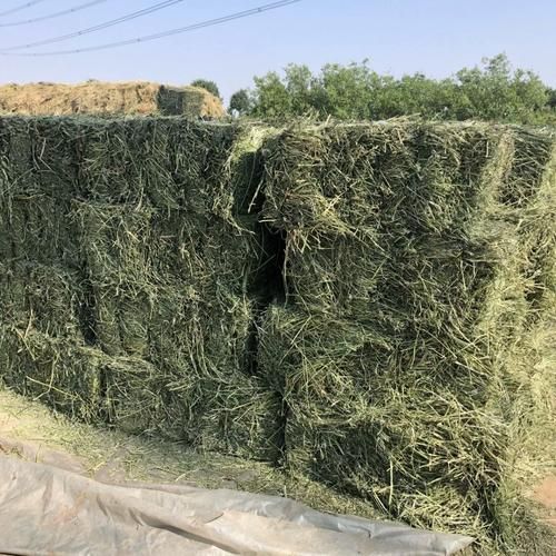 紫花苜蓿草什么时候种_紫花苜蓿草种植时间-第2张图片-山城妙识 紫花苜蓿草什么时候种_紫花苜蓿草种植时间-第2张图片-山城妙识