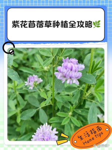 紫花苜蓿草什么时候种_紫花苜蓿草种植时间-第3张图片-山城妙识 紫花苜蓿草什么时候种_紫花苜蓿草种植时间-第3张图片-山城妙识