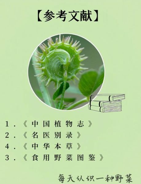 紫花苜蓿草什么时候种_紫花苜蓿草种植时间-第1张图片-山城妙识 紫花苜蓿草什么时候种_紫花苜蓿草种植时间-第1张图片-山城妙识