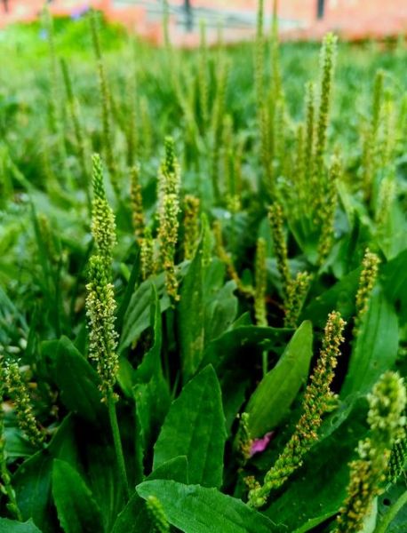 车前子的功效与作用禁忌_车前子怎么吃效果最好-第2张图片-山城妙识