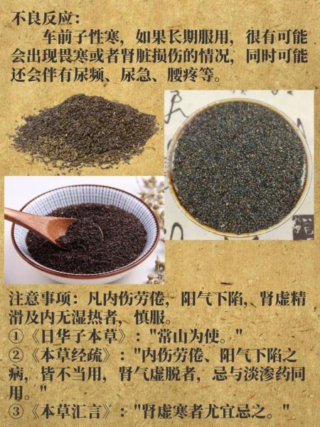 车前子的功效与作用禁忌_车前子怎么吃效果最好-第3张图片-山城妙识