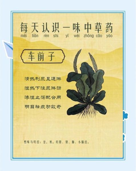 车前子的功效与作用禁忌_车前子怎么吃效果最好-第1张图片-山城妙识