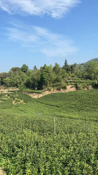 福鼎白茶哪里最正宗_福鼎白茶核心产区有哪些-第3张图片-山城妙识