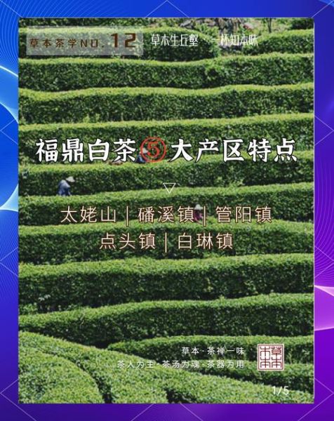 福鼎白茶哪里最正宗_福鼎白茶核心产区有哪些-第1张图片-山城妙识