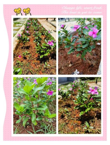 长春花种子怎么种_长春花种子发芽温度-第2张图片-山城妙识