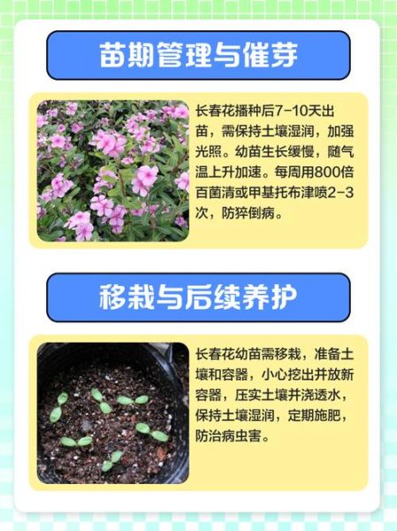 长春花种子怎么种_长春花种子发芽温度-第3张图片-山城妙识