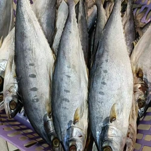 马鲛咸鱼多少钱一斤_马鲛咸鱼价格行情-第3张图片-山城妙识