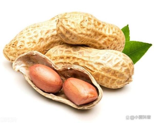 胃酸过多吃花生为什么马上舒服_胃酸烧心吃花生多久见效-第2张图片-山城妙识 胃酸过多吃花生为什么马上舒服_胃酸烧心吃花生多久见效-第2张图片-山城妙识