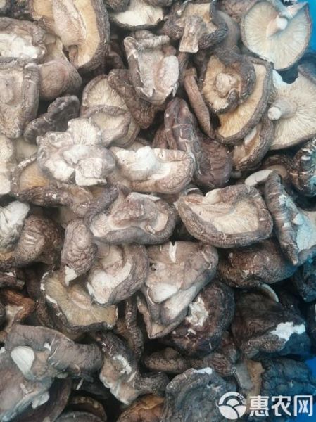香菇产地哪里最好_如何挑选优质香菇-第2张图片-山城妙识 香菇产地哪里最好_如何挑选优质香菇-第2张图片-山城妙识