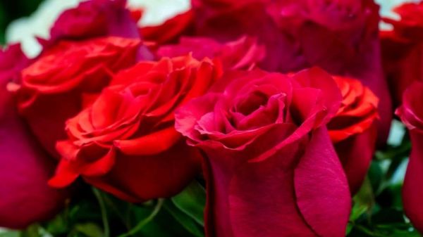 玫瑰花图片大全_如何挑选高清玫瑰壁纸-第1张图片-山城妙识 玫瑰花图片大全_如何挑选高清玫瑰壁纸-第1张图片-山城妙识