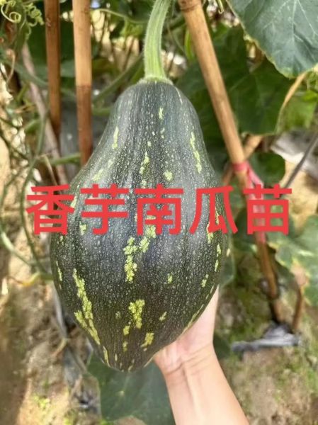 香芋南瓜热量是多少_减脂能吃吗-第1张图片-山城妙识 香芋南瓜热量是多少_减脂能吃吗-第1张图片-山城妙识