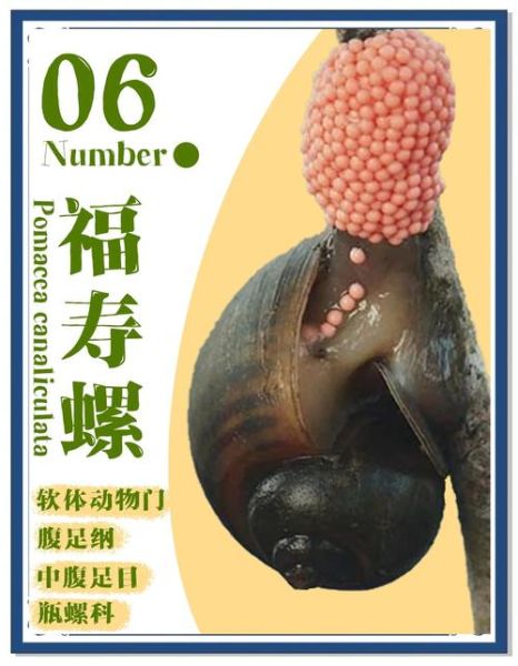 福寿螺对人体的危害_福寿螺吃了会怎样-第1张图片-山城妙识 福寿螺对人体的危害_福寿螺吃了会怎样-第1张图片-山城妙识