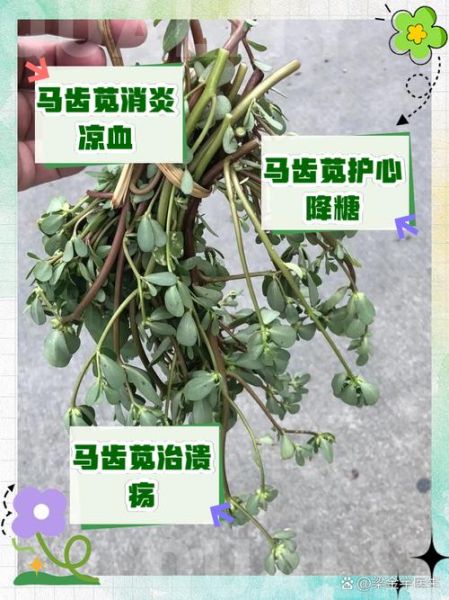 马齿苋的功效与作用_马齿苋怎么吃最养生-第2张图片-山城妙识 马齿苋的功效与作用_马齿苋怎么吃最养生-第2张图片-山城妙识