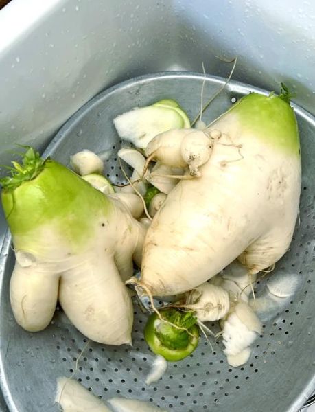 韩国正宗泡白萝卜怎么做_正宗泡白萝卜的腌制方法-第1张图片-山城妙识 韩国正宗泡白萝卜怎么做_正宗泡白萝卜的腌制方法-第1张图片-山城妙识