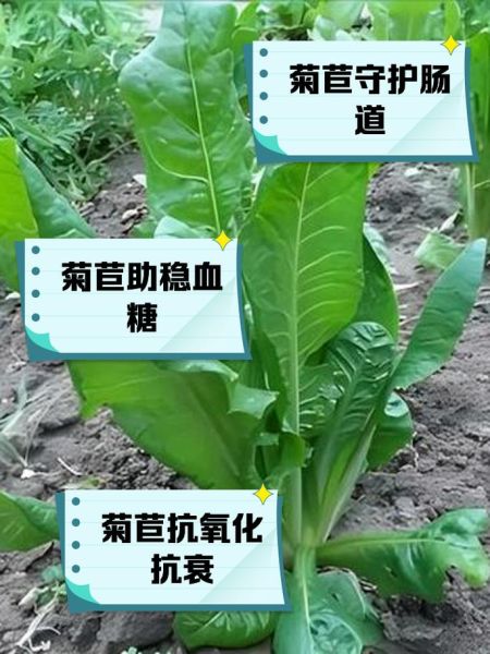 菊苣长什么样_菊苣和蒲公英区别-第1张图片-山城妙识 菊苣长什么样_菊苣和蒲公英区别-第1张图片-山城妙识
