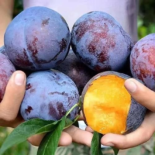 黑布林不能和什么一起吃_黑布林和什么食物相克-第3张图片-山城妙识