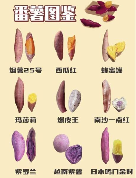 地瓜和红薯的区别_哪个营养价值更高-第3张图片-山城妙识 地瓜和红薯的区别_哪个营养价值更高-第3张图片-山城妙识