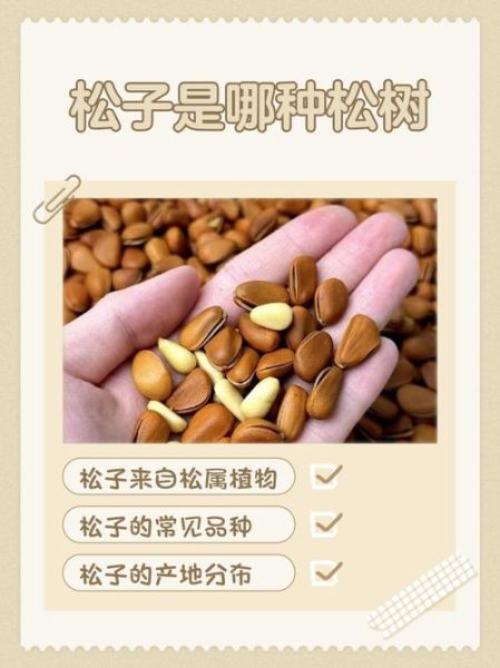 野生松子长什么样_野生松子与种植松子区别-第3张图片-山城妙识 野生松子长什么样_野生松子与种植松子区别-第3张图片-山城妙识