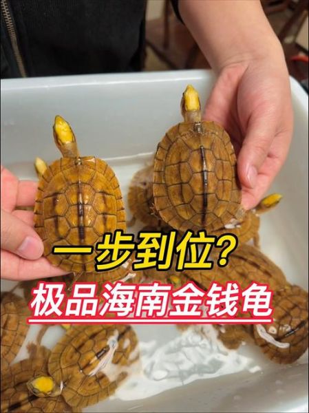 金钱龟价格多少钱一只_2024年最新行情-第1张图片-山城妙识 金钱龟价格多少钱一只_2024年最新行情-第1张图片-山城妙识