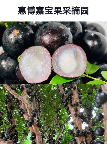 嘉宝果怎么吃_嘉宝果的正确吃法-第3张图片-山城妙识