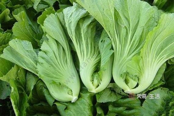 盖菜和芥菜的区别_盖菜是不是芥菜-第3张图片-山城妙识