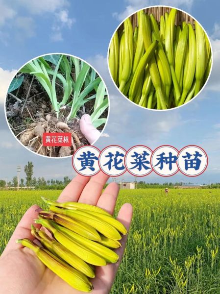 金针菜还叫什么名称_金针菜与黄花菜的区别-第2张图片-山城妙识 金针菜还叫什么名称_金针菜与黄花菜的区别-第2张图片-山城妙识