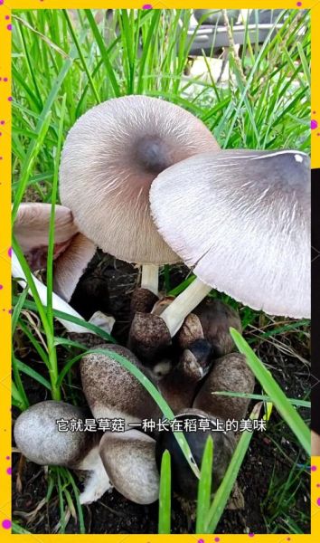 草菇长什么样_草菇和口蘑区别-第1张图片-山城妙识 草菇长什么样_草菇和口蘑区别-第1张图片-山城妙识