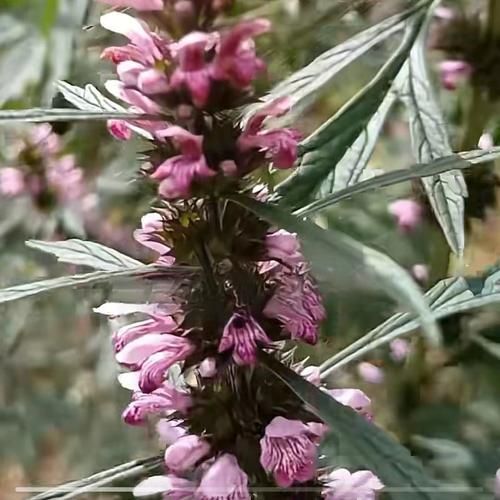 益母草泡脚的功效与作用_益母草泡脚的正确方法-第2张图片-山城妙识 益母草泡脚的功效与作用_益母草泡脚的正确方法-第2张图片-山城妙识