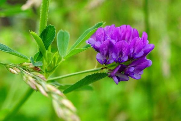 苜蓿草开花图片_苜蓿草花期多久-第1张图片-山城妙识