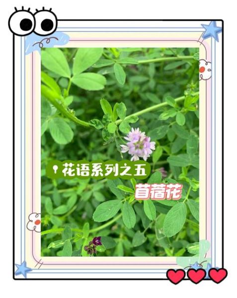 苜蓿草开花图片_苜蓿草花期多久-第2张图片-山城妙识