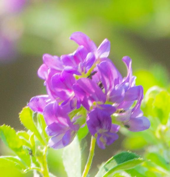 苜蓿草开花图片_苜蓿草花期多久-第3张图片-山城妙识