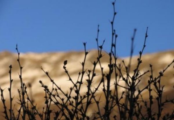 荆棘怎么读_荆棘是什么意思-第2张图片-山城妙识 荆棘怎么读_荆棘是什么意思-第2张图片-山城妙识