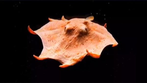 烙饼章鱼是什么_烙饼章鱼能吃吗-第2张图片-山城妙识 烙饼章鱼是什么_烙饼章鱼能吃吗-第2张图片-山城妙识