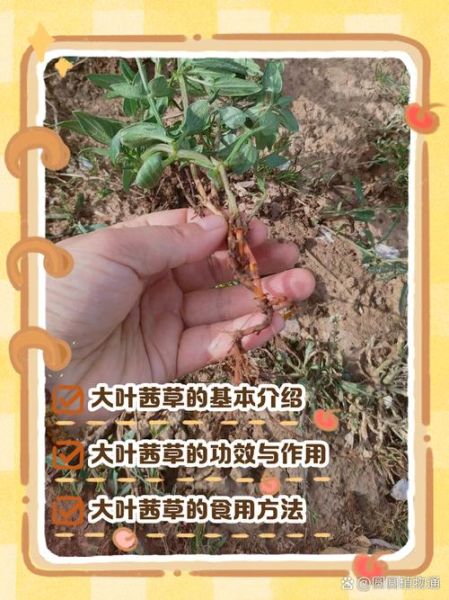 茜草的功效与作用_茜草主治什么病-第2张图片-山城妙识