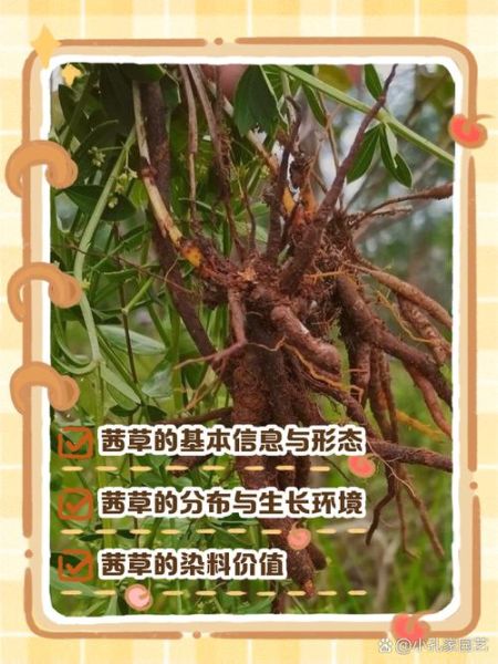 茜草的功效与作用_茜草主治什么病-第3张图片-山城妙识