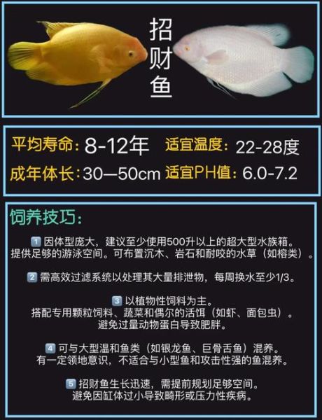 招财鱼怎么养_招财鱼能和什么鱼混养-第1张图片-山城妙识 招财鱼怎么养_招财鱼能和什么鱼混养-第1张图片-山城妙识