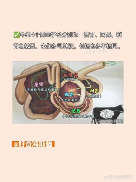 金钱肚和牛肚哪个更营养_金钱肚的功效与作用-第3张图片-山城妙识 金钱肚和牛肚哪个更营养_金钱肚的功效与作用-第3张图片-山城妙识